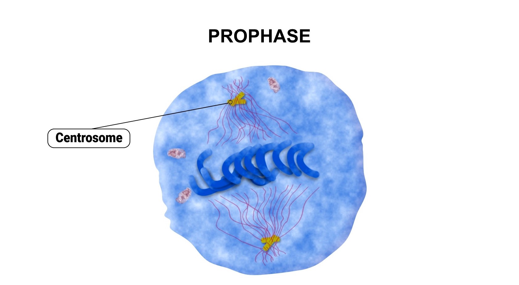 Cell Division Phases Identification Under The Microscope Free (1) - Sly ...