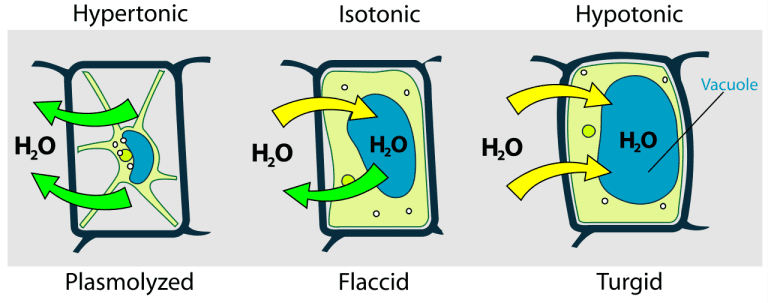 2.8 Tonicity And Osmoregulation - Sly Academy
