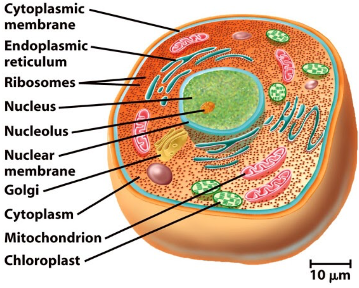 2.1 Cell Structure: Subcellular Components - Sly Academy