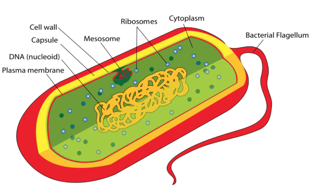 2.1 Cell Structure: Subcellular Components - Sly Academy
