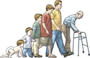 3.2 Physical Development Across The Lifespan - Sly Academy