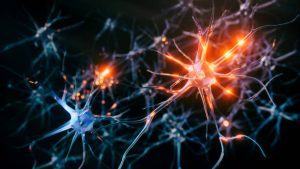 1.3 The Neuron And Neural Firing - Sly Academy