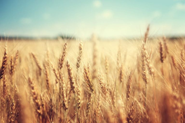 Hybrid Wheat Varieties - Sly Academy
