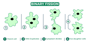 What Is Binary Fission? - Sly Academy