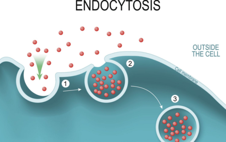 What Is Endocytosis? - Sly Academy