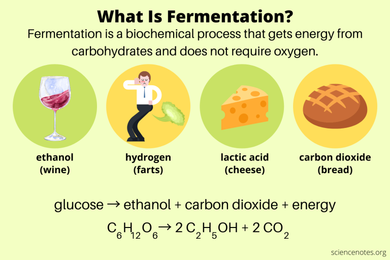What Is Fermentation? - Sly Academy