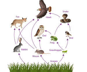 What Is A Food Chain? - Sly Academy